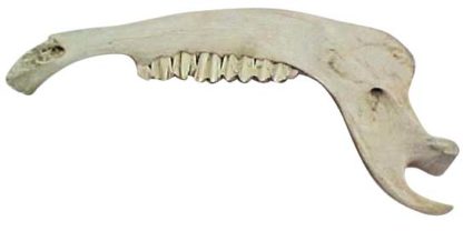 Buffalo Jaw Bone - Driftstone Pueblo - Wholesale